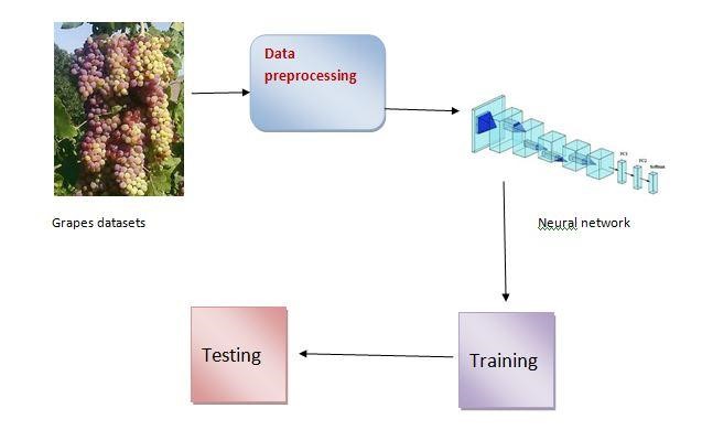 Grape Leaf Disease Detection Using Nural Network